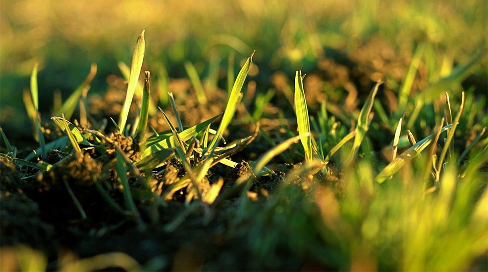 Création de gazon : quel apport pour réussir son semis